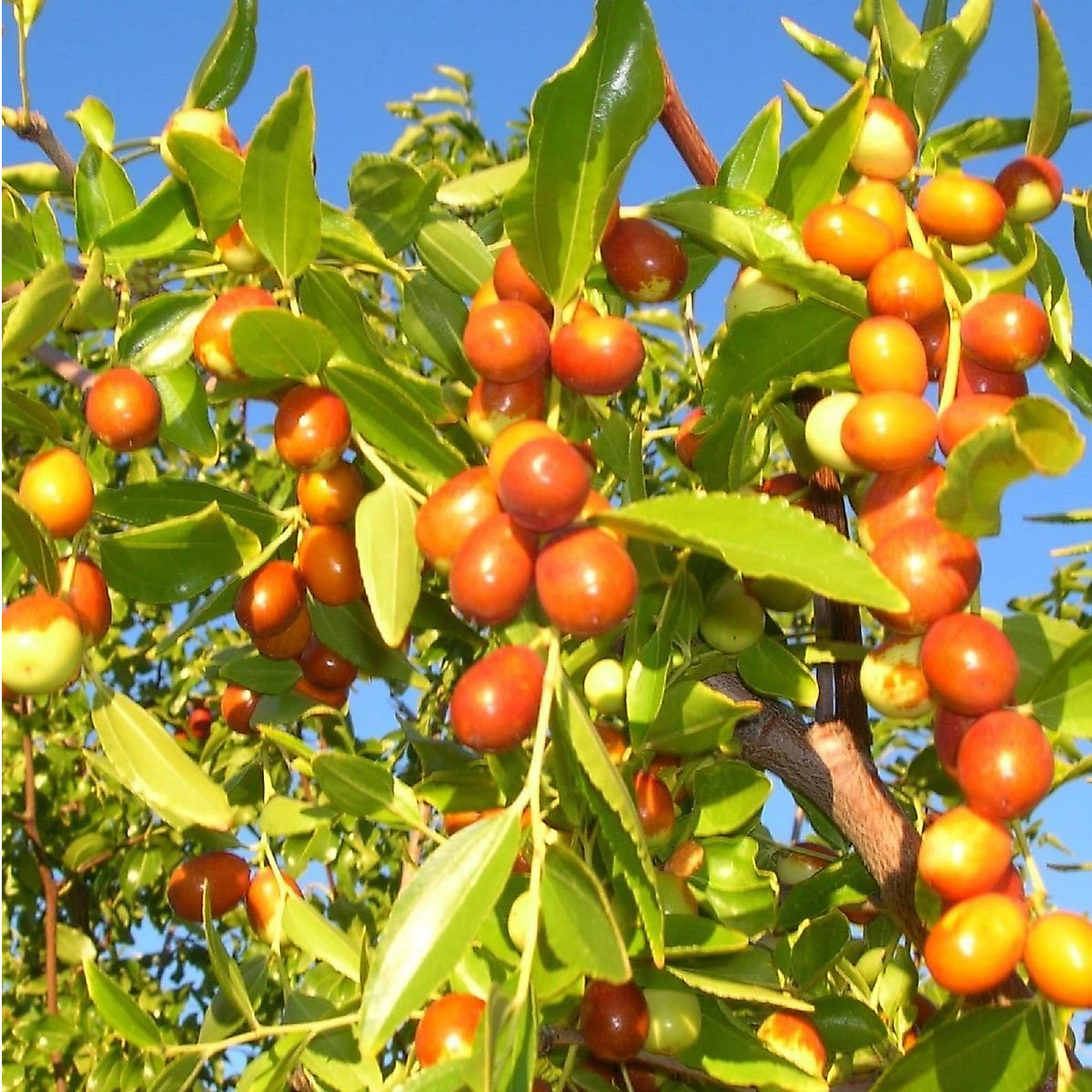 CHUXAY GARDEN Indian Jujube Seed 8 Seeds Ziziphus mauritiana Fruit Tree Drought Tolerant Sweet Edible Fruit Great Gardening