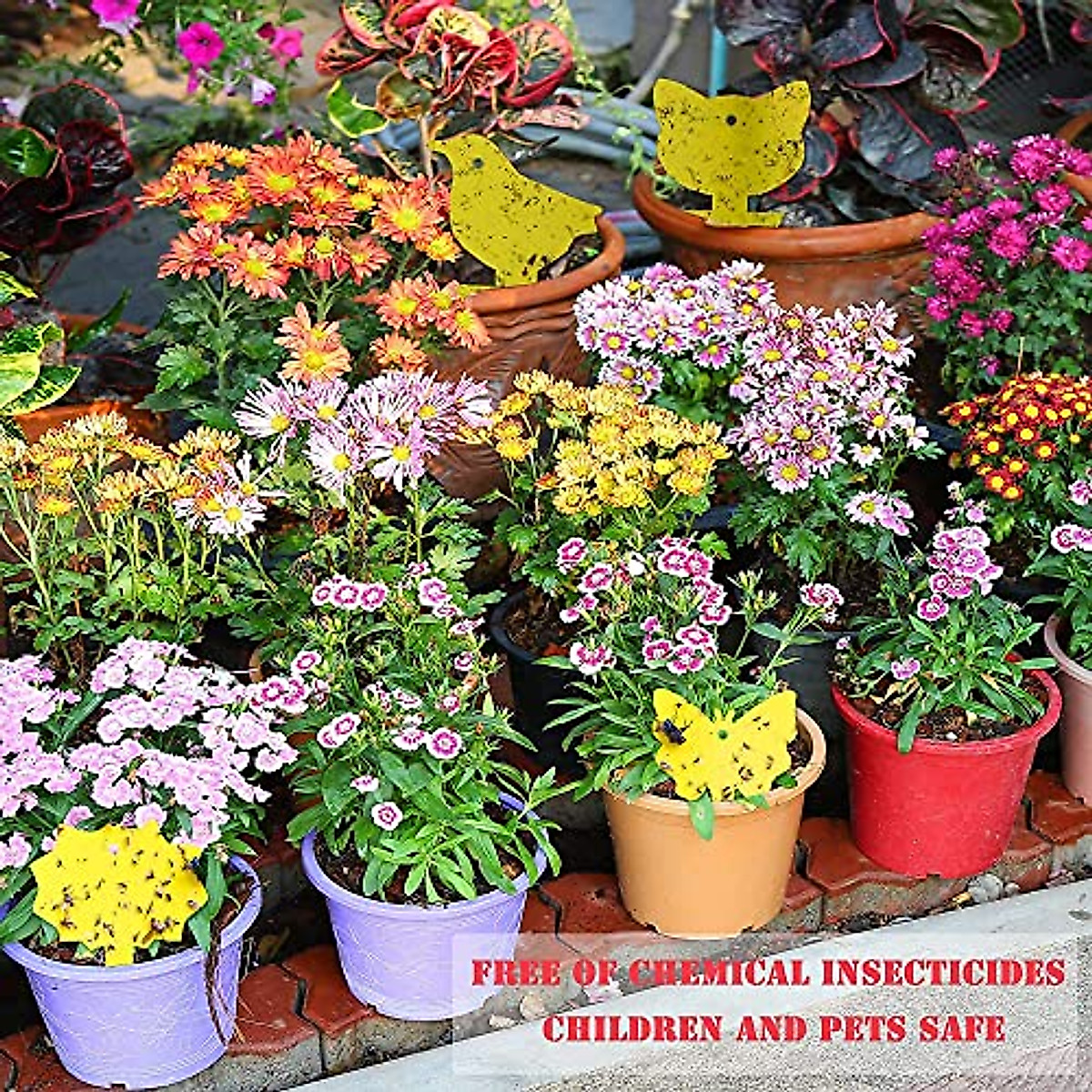 BUGKILLER 30PCS Yellow Fruit Fly Traps for Indoors, Fungus Gnats Sticky Traps for Plants, Gnat Traps for House Indoor, Used for Mosquitoes, Whiteflies, Thrips, Leaf Miners...(Non-Toxic, Dual Sided)