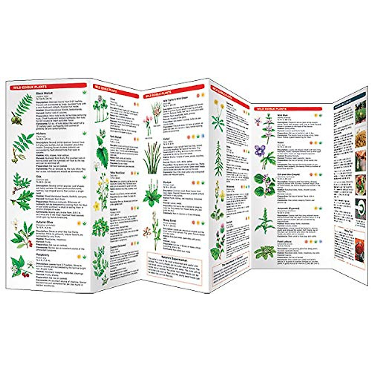 Edible Plants of the Eastern Woodlands: A Folding Guide to Familiar Species (Outdoor Recreation and Survival)