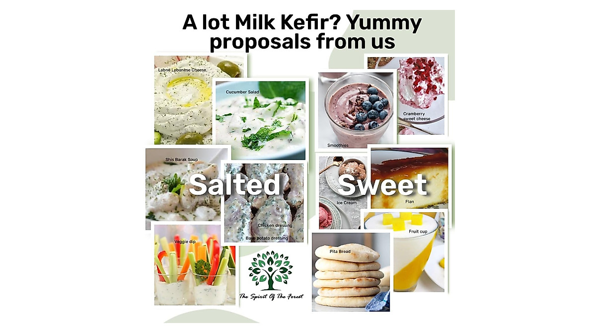 Milk Kefir Grains with Turkish Strain | Healthy Live Probiotics