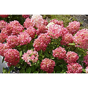 1 Gallon Fire Light Tidbit Panicle Hydrangea (Paniculata) Live Plant, White, Pink, and Red Flowers