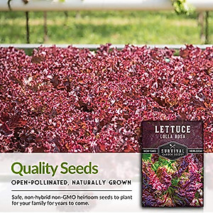 Survival Garden Seeds - Lolla Rosa Lettuce Seed for Planting - Packet with Instructions to Plant and Grow Red and Green Leaved Lettuce in Your Home Vegetable Garden - Non-GMO Heirloom Variety