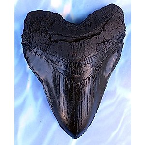 Massive 6-Inch Megalodon Shark Tooth, with serrations(Replica)