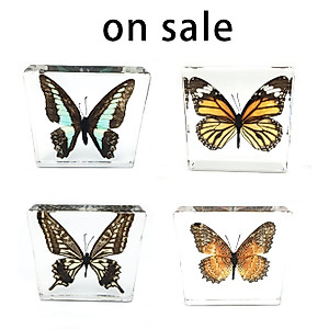 Real Butterfly Specimen Specimens Paperweight Paperweights Collection Display(3x3x0.6")