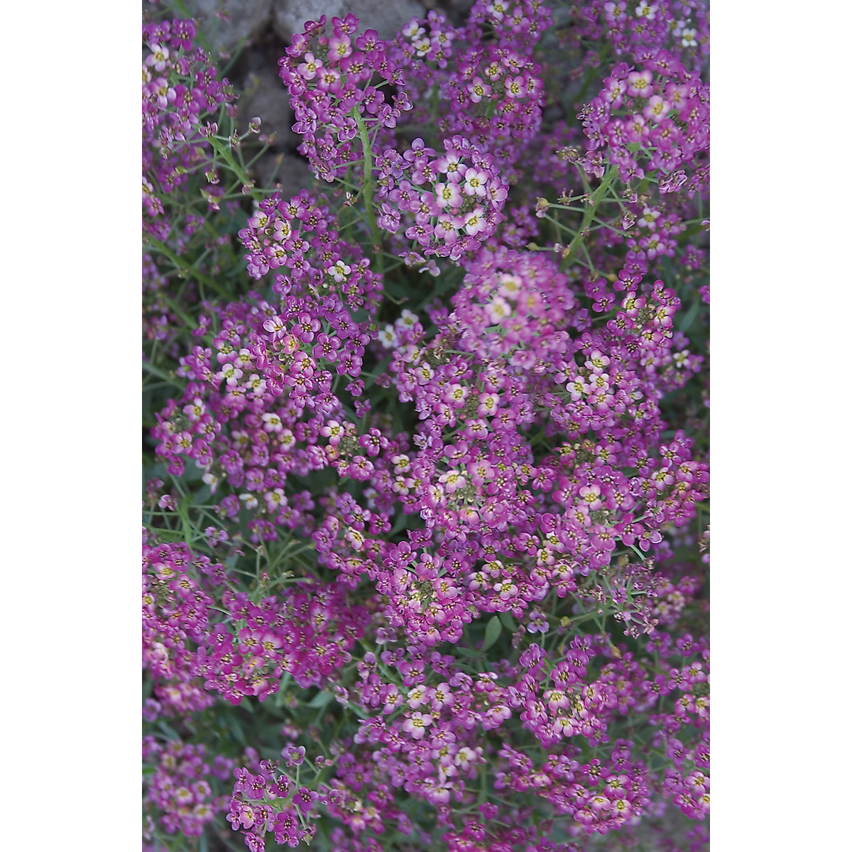 Burpee Royal Carpet Alyssum Seeds 2500 seeds