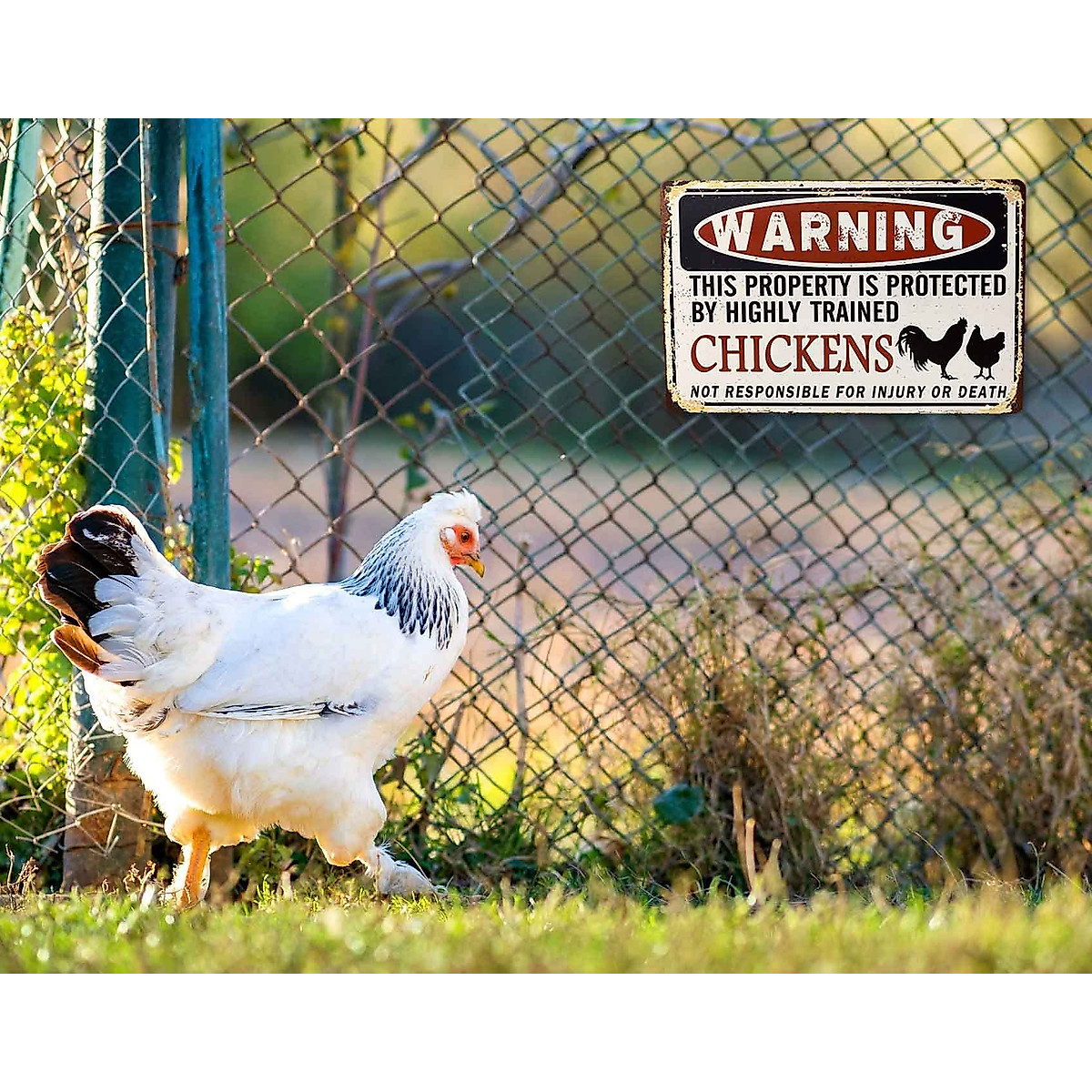 Bestylez Funny Chicken Coop Warning Sign Outdoor Chicken House Decor Gifts For Chicken Lovers 12" * 8" (219)