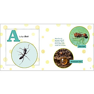 ABC Bug Book for Kids