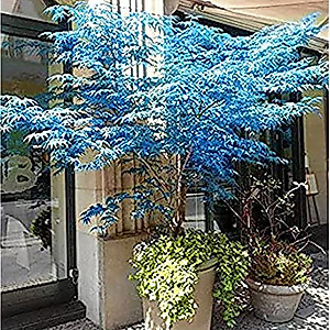 QAUZUY GARDEN 50+ Seeds Blue Maple Acer Tree Seeds for Planting - Dwarf Trident Bloodgood Maple Bonsai Tree Seeds-Easy to Grow & Maintain