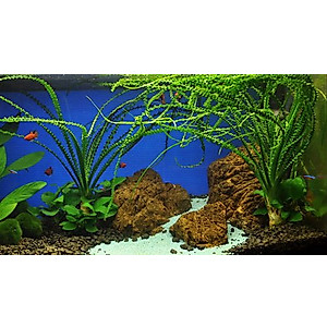 Crinum Calamistratum Onion Plant - Easy Tropical Live Aquarium Plant