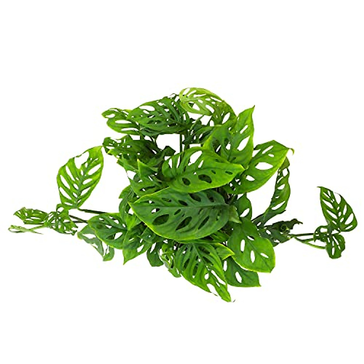 6" Swiss Cheese Plant Monstera Adansonii Live Plant Hanging Basket, Swiss Cheese Monstera Plant Live House Plants Indoors Live Plants Indoor Plants Live Houseplants Live Indoor by Plants for Pets