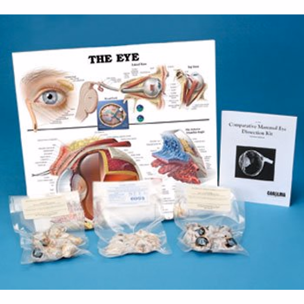 Comparative Mammalian Eye Dissection Kit