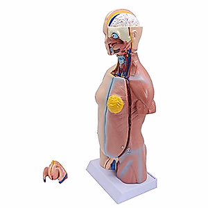 Human Torso Body Model Anatomy Anatomical Medical Internal Organs for Teaching 28CM Torso Human Torso Model with Internal Organs - for Study Teaching