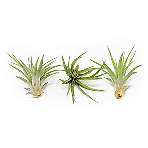 3 Pack Air Plants Velutina - Live Tillandsia Succulent House Plants - Available in Wholesale and Bulk - Home and Garden Decor - Easy Care Indoor and Outdoor Plants