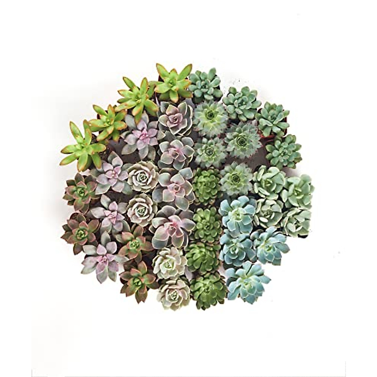 Shop Succulents | Radiant Rosette Collection of Live Succulent Plants, Hand Selected Variety Pack of Mini Succulents | 32-Pack