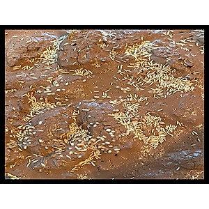 Live Springtails, Clay Culture (8 oz), for Amphibian/Reptile/Invertebrate Bioactive Habitats, by Critters Direct