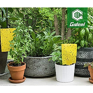 Gideal 20-Pack Dual-Sided Yellow Sticky Traps for Flying Plant Insect Such as Fungus Gnats, Whiteflies, Aphids, Leafminers,Thrips - (6x8 Inches, Included 20pcs Twist Ties)