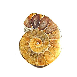 phoenix888 Anniruddhah Sudarshan Shaligram 1.5cm - 2.5cm from Kali Gandaki