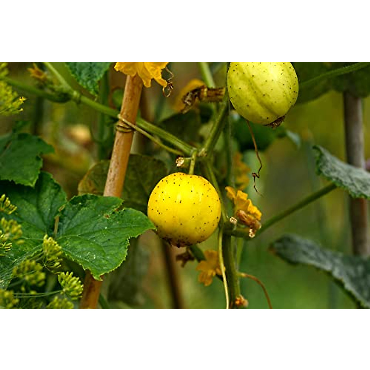 Lemon Cucumber Seeds for Planting,125+ Heirloom Seeds Per Packet, (Isla's Garden Seeds), Non GMO Seeds, Botanical Name: Cucumis sativus 'Lemon', Great Gift for Home Garden
