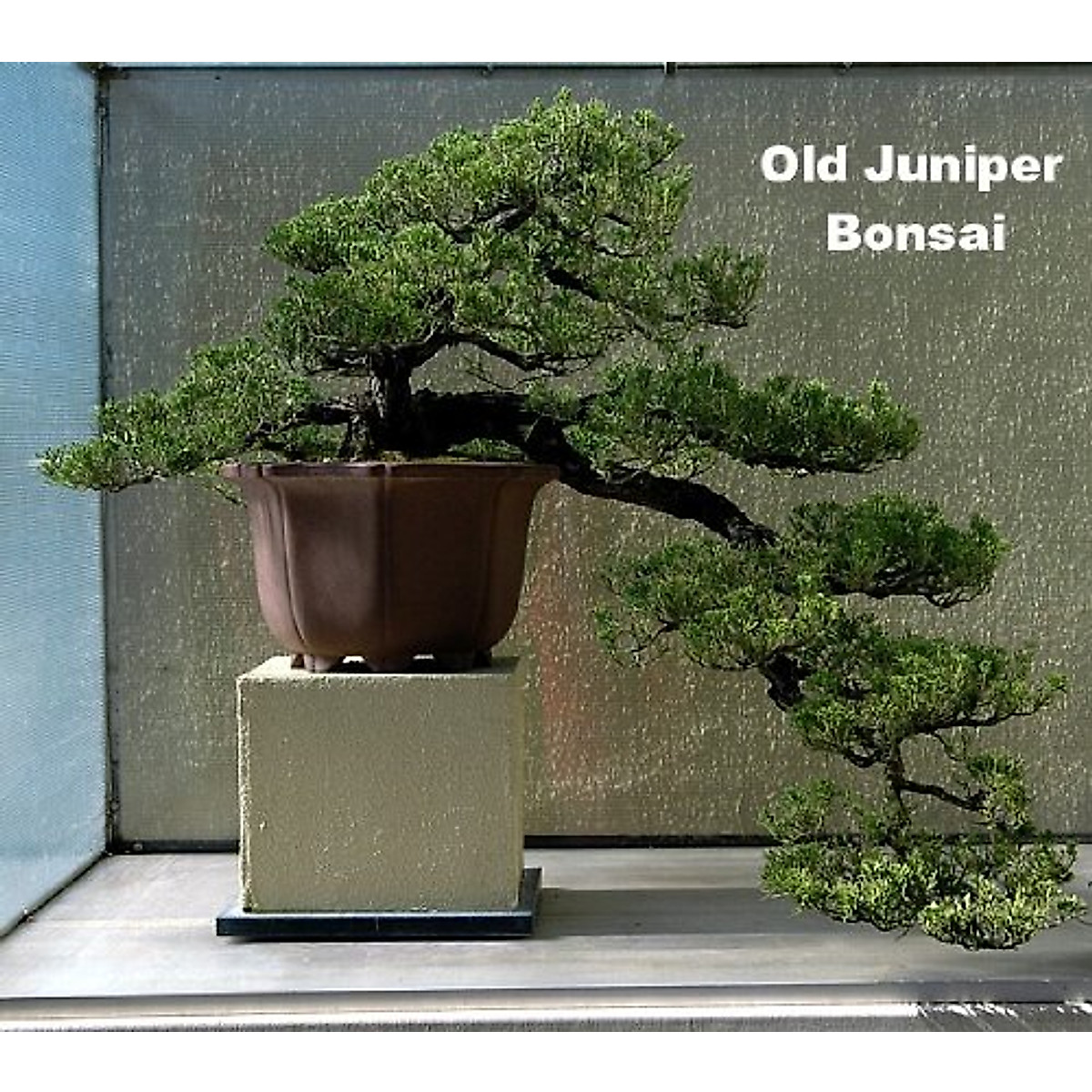 Japanese Juniper Bonsai Tree - 4" Pot - Juniperus procumbens - Nana