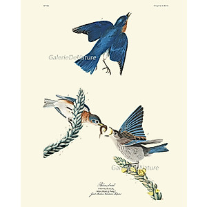 Bird Print Wall Art Set of 4 Prints Beautiful James Audubon Titmouth Fork-tailed Flycatcher Blue Bird Bluebirds Indigo Bird on Pine Tree Blooming Magnolia Flower Home Room Decor Unframed
