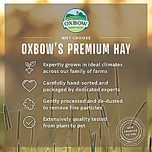 Oxbow Animal Health Orchard Grass Hay - All Natural Grass Hay for Chinchillas, Rabbits, Guinea Pigs, Hamsters & Gerbils - 50 lb.