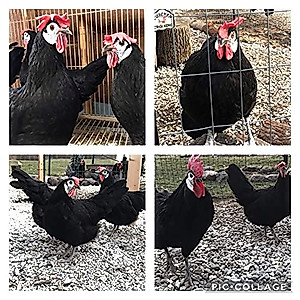 White Face Black Spanish Fertile Chicken Hatching Eggs, Fertile Eggs