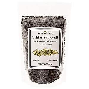 Broccoli Seeds for Sprouting & Microgreens | Waltham 29 Variety | Non GMO & Heirloom Seeds | Bulk 1 LB (16 oz) Resealable Bag | Rainbow Heirloom Seed Co.