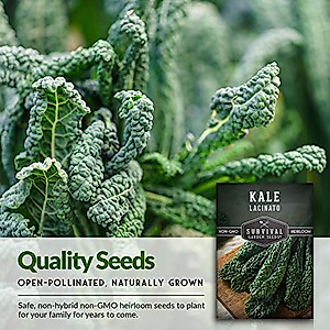 Survival Garden Seeds - Lacinato Kale Seed for Planting - Packet with Instructions to Plant and Grow in Your Home Vegetable Garden - Non-GMO Heirloom Variety