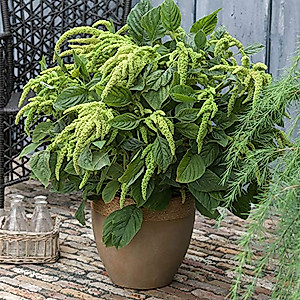 Outsidepride Amaranthus Green Love Lies Bleeding Garden Foliage Plant Bush Seeds - 5000 Seeds