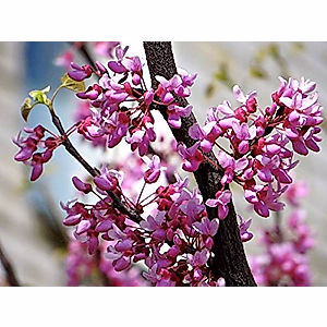 Judas Tree Bonsai European Redbud Tree of Love Flowering Cercis Siliquastrum Sakura 15 Seeds for Planting