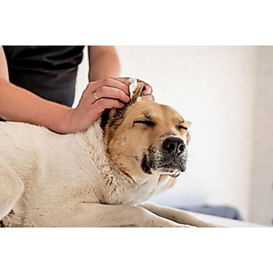 Gimborn Pet Specialties R-7 Ear Powder [Set of 2] Size: 12 Grams