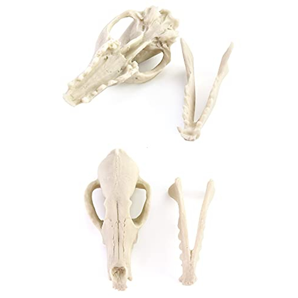 QWORK Fox Skull, Realistic Animal Skull Bones Fox Head Skeleton Natural Teeth Bone Specimen Model for Home Collectible Decoration Halloween Party