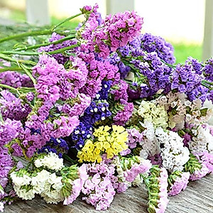 CEMEHA SEEDS - Seeds Wavyleaf Sea Lavender Statice Limonium Mix Annual Flowers for Planting