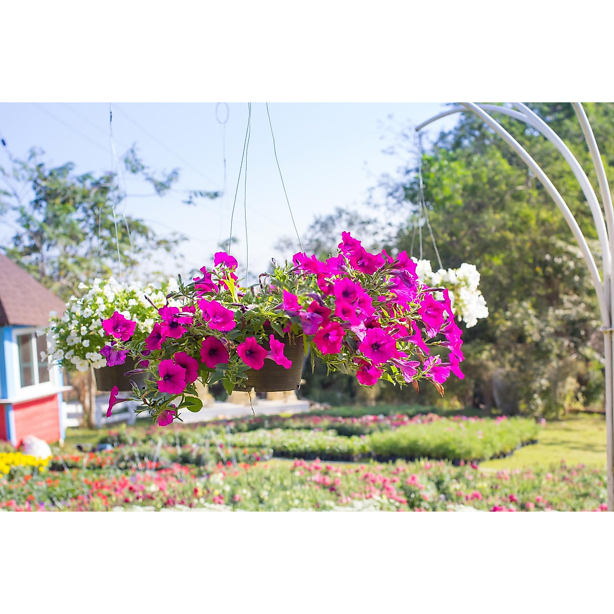 300+ Mixed Morning Glory Seeds for Planting, Wonderful Climbing Heirloom Vine, Beautiful Perennial Flowers, Non - GMO Seeds, Easy to Plant