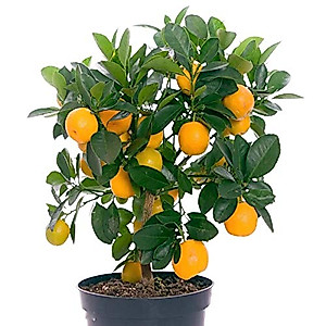 20+ Mandarin Orange Tree Seeds Dwarf Edible Fruit Citrus Fruit Plant Outdoor Plants Bonsai