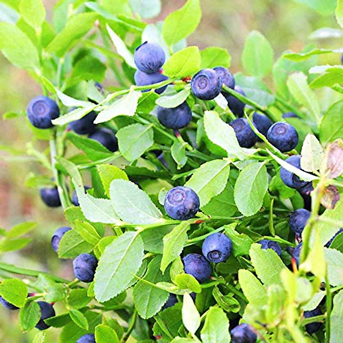Outsidepride Perennial Northern Highbush Blueberry Fruit Garden Plants - 1000 Seeds