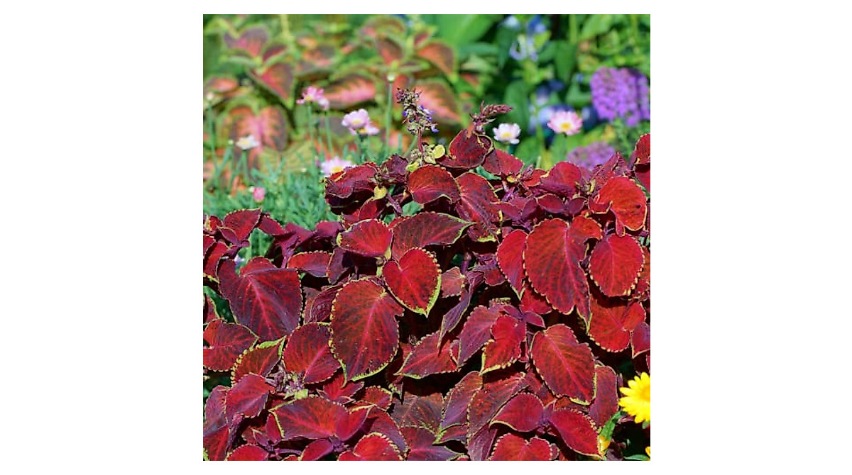 Giant Exhibition Coleus Seeds - Vibrant Houseplants