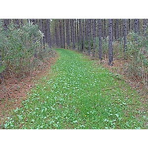 Whitetail Institute Imperial No-Plow Food Plot Seed (Spring and Fall Planting), 9-Pound (.5 acre), White
