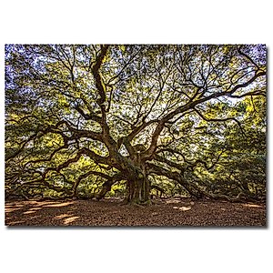 REFRIGERATOR MAGNET USA, South Carolina, Charleston, Angel Oak Tree Travel Refrigerator Magnet Size 2.5 x 3.5, Multi-color(view_a534)