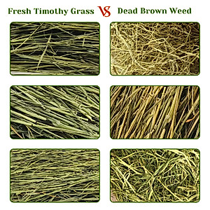 Hamiledyi Timothy Natural Hay Rabbit Hay Feed Premium Orchard Grass for Bunny Guinea Pig Chinchillas Chipmunk and Small Animal Pets Hay Food （1.1 Ib）