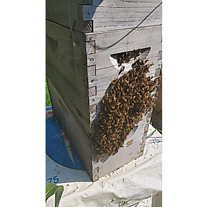 Swarm Science Swarm Lure - for Collecting Honey Bee Swarms - 2 oz Spray Bottle
