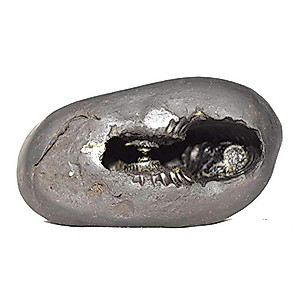 Rudrakshguru Rama Shaligram - Gandaki River Nepal