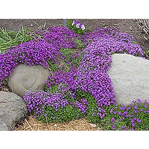 250 Aubrieta Seeds - Cascade Purple Flower Seeds, Perennial, Deer Resistant !