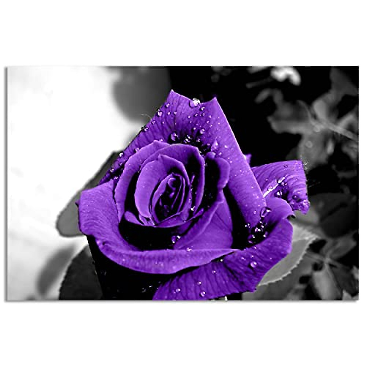 AFLE Purple Rose Poster,Black And White With,Canvas Wall Art For Living Room Decor Aesthetic Vintage Posters & Prints Dorm Poster Girl Wall Decor Canvas Paintings Wall Art Wall,12x18 inches,Unframed