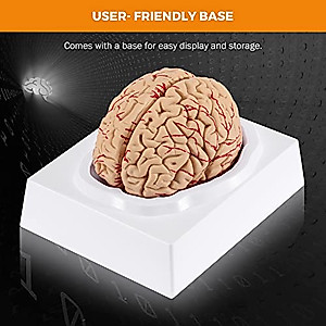 BEAMNOVA Human Brain Model for Teaching Neuroscience with Vessels Life Size Anatomy Model for Learning Science Classroom Study Display Medical Model