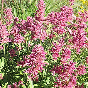 Hummingbird Mint Seeds Agastache Heather Queen Fragrant Deer & Drought Resistant Attracts Hummingbirds Low Maintenance Rock Garden Bed Border Outdoor 60Pcs Flower Seeds by YEGAOL Garden