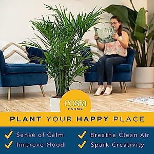 Costa Farms Cat Palm, Live Indoor Houseplant in Indoor Garden Plant Pot, Floor Plant Potted in Potting Soil, Housewarming Gift for New Home, Living Room, Office, Patio Palm Tree Decor, 3-4 Feet Tall
