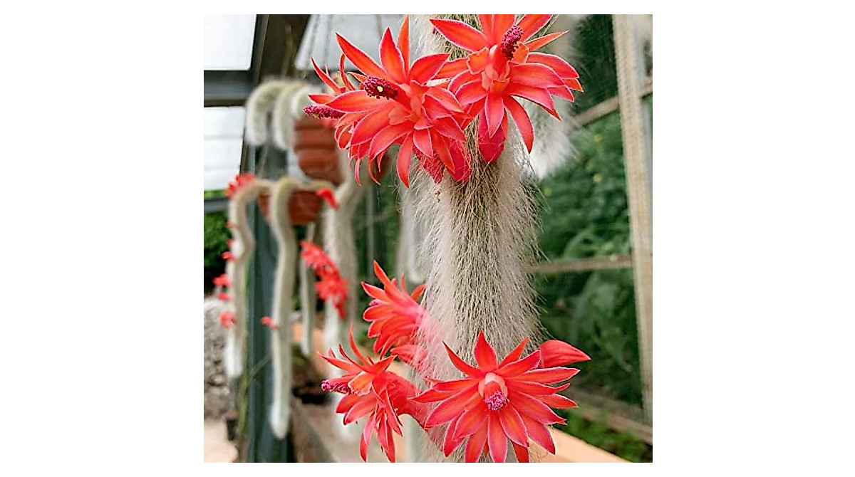 Hildewintera Monkey's Tail Cactus Seeds - Easy Care Exotic Plant