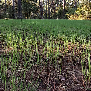 Backwoods Premium Wildlife Products Shady Patch - Premium Food Plot Seed Mix - 5 Pound Bag