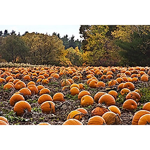 Pumpkin Seeds - Jack O'Lantern - Heirloom - The Original Carving Pumpkin - Liliana's Garden